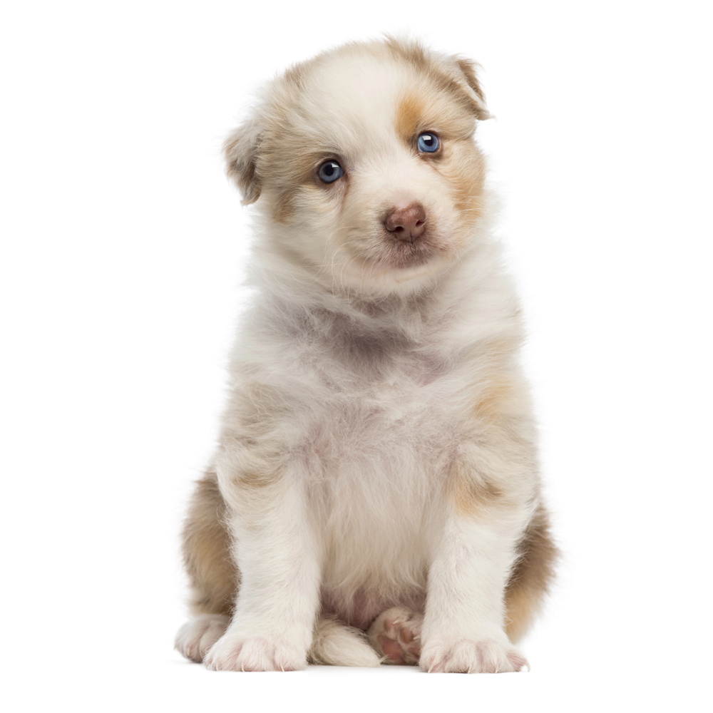 Puppy Australian Shepherd White